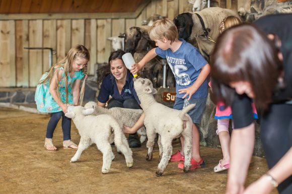 » Agrodome, Farm Show, Rotorua, NZ